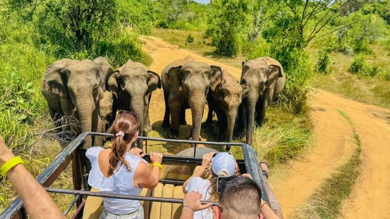 All Inclusive Hurulu Eco Park 3 Hour Elephant Safari Tour - A Full Breakdown of the Hurulu Eco Park Safari Experience