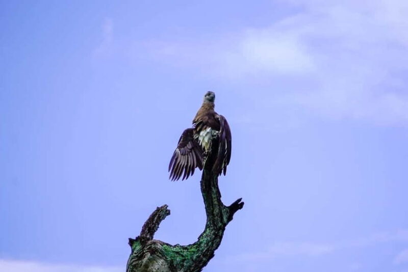 All Inclusive Hurulu Eco Park 3 Hour Elephant Safari Tour - FAQs