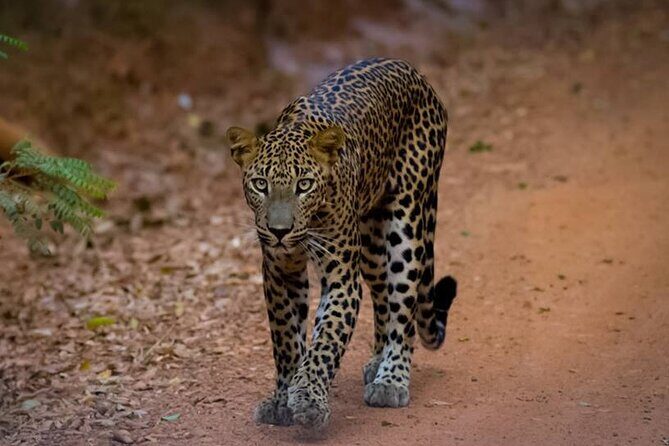 All inclusive leopard safari Wilpattu with guide - Key Points