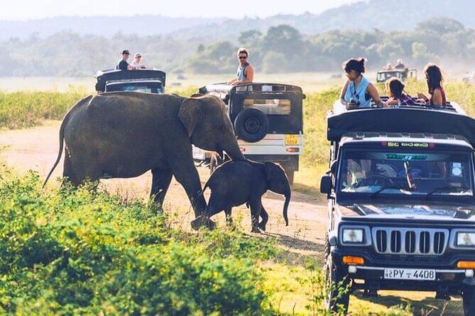 All inclusive leopard safari Wilpattu with guide - The Experience: An In-Depth Look