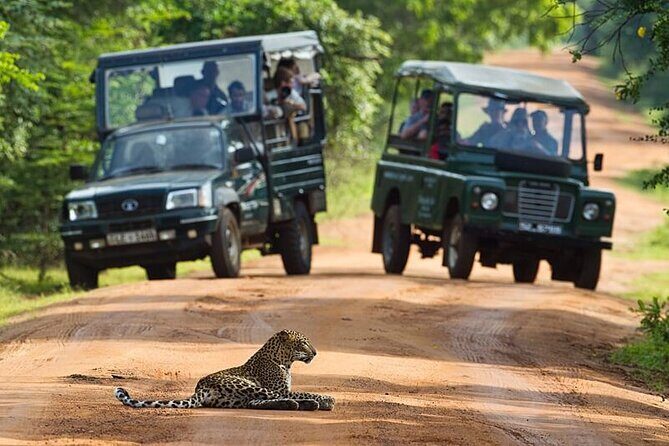 All inclusive leopard safari Wilpattu with guide - The Sum Up: A Solid Wildlife Adventure with Authentic Flair