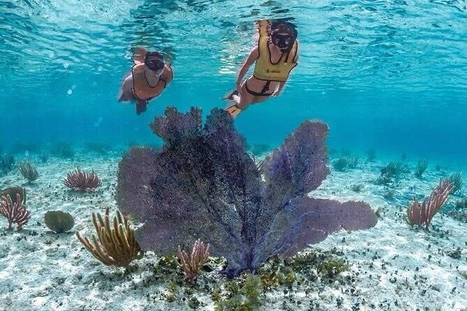 All Inclusive Mayan Ruins EN Buggy & Snorkeling Tour - FAQ