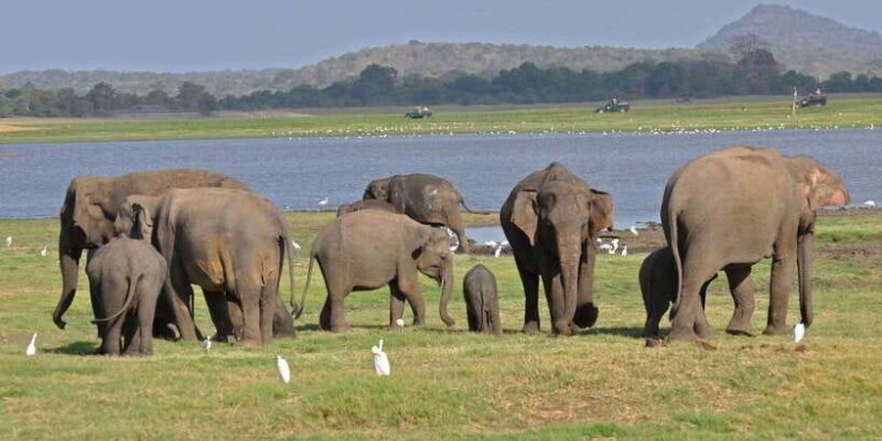 All-Inclusive Minneriya National Park Afternoon Safari - A Practical Breakdown of the Safari Experience