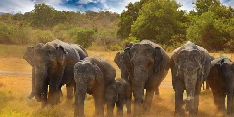 All-Inclusive Minneriya National Park Afternoon Safari - Who This Tour Is Perfect For