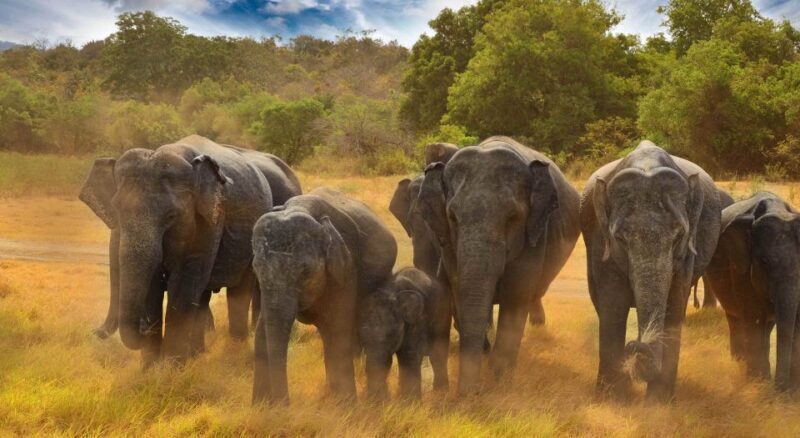 All-Inclusive Minneriya National Park Afternoon Safari - The Sum Up