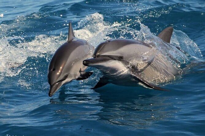 All Inclusive Mirissa Morning Whale Watching Boat Tour with Geeth - The Sum Up: The Bottom Line