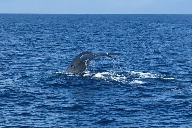 All Inclusive Mirissa Morning Whale Watching Boat Tour with Geeth - FAQ
