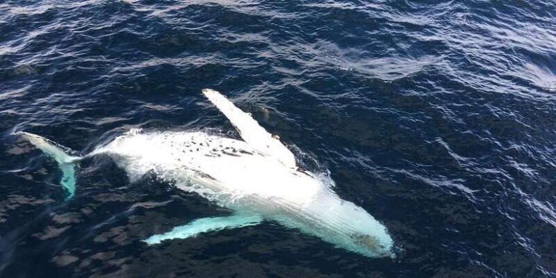 All Inclusive Mirissa Whale and Dolphin Watching Boat Ride - What makes this tour stand out?