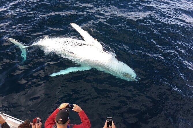 All Inclusive Mirissa Whale and Dolphin Watching Boat Ride - The Morning Journey: A Dawn Adventure