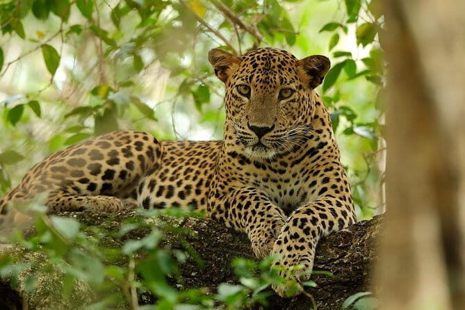 All Inclusive Mirissa Whale and Dolphin Watching Boat Ride - The Authentic Touch: Wildlife and Views
