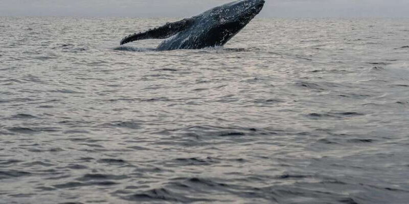 All Inclusive Mirissa Whale & Dolphin Watching + Snorkeling - Final Thoughts