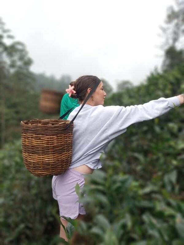 All-Inclusive Nuwara Eliya Tuk-Tuk Tour: Tea & Waterfalls - Breaking Down the Itinerary