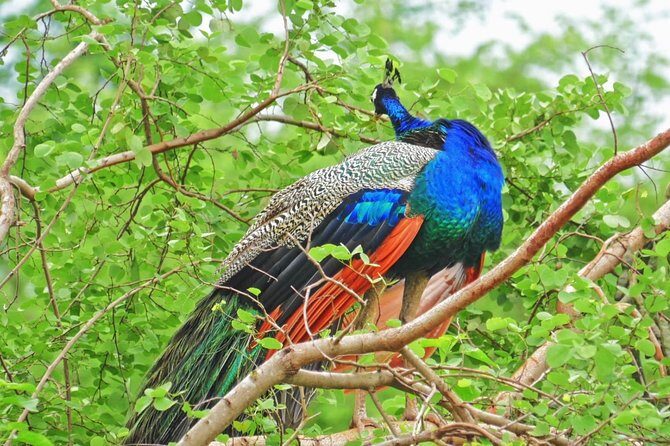 All Inclusive Overnight Tented Camping in Yala From Nuwara Eliya / Ella - Practical Details: Transport, Timing, and Group Size