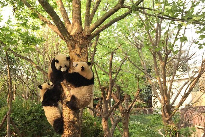 All-Inclusive Private Day Tour of Panda Volunteer Experience in Chengdu - The Downsides to Consider