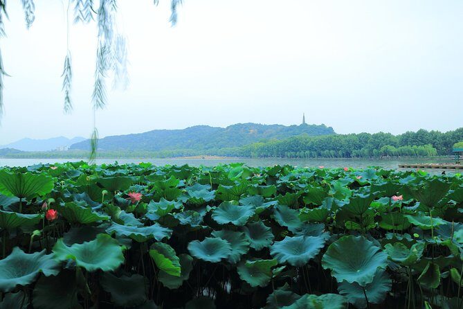 All-Inclusive Private Day Tour to Hangzhou by Bullet Train - A Complete Look at the Tour Experience