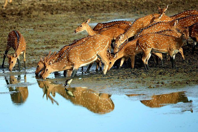 All Inclusive Private day tour to Wipattu National Park From Negombo - Authentic Experiences and Real Traveler Insights