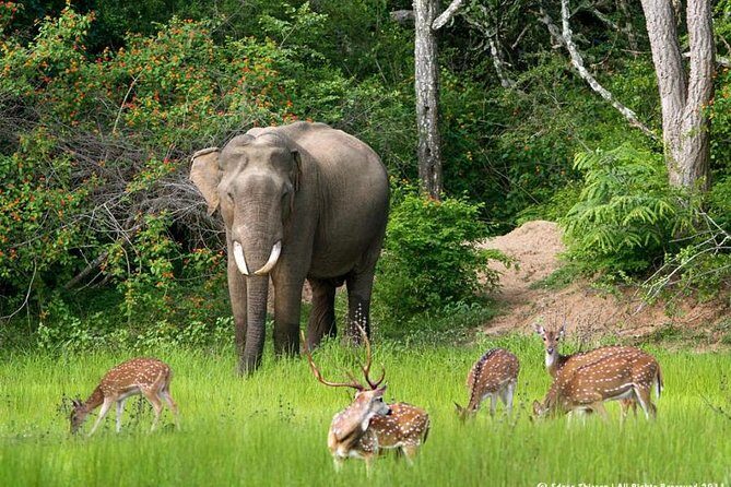 All inclusive Private jeep safari at Yala National park - How the Transportation Works