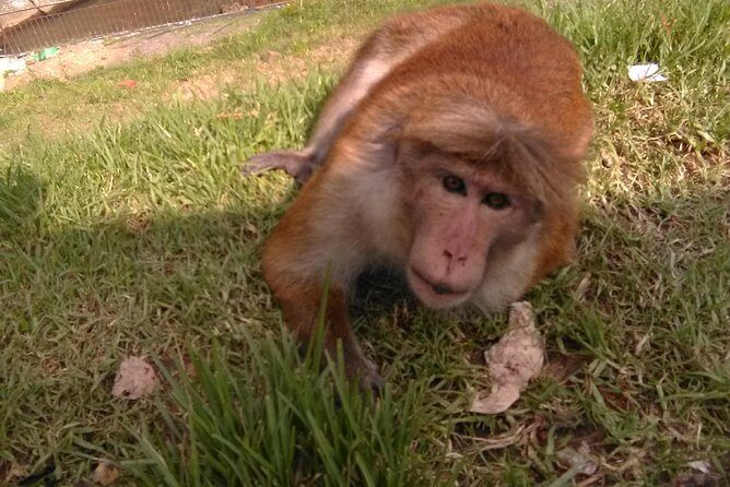 All inclusive Private jeep safari at Yala National park - Considerations and Realities