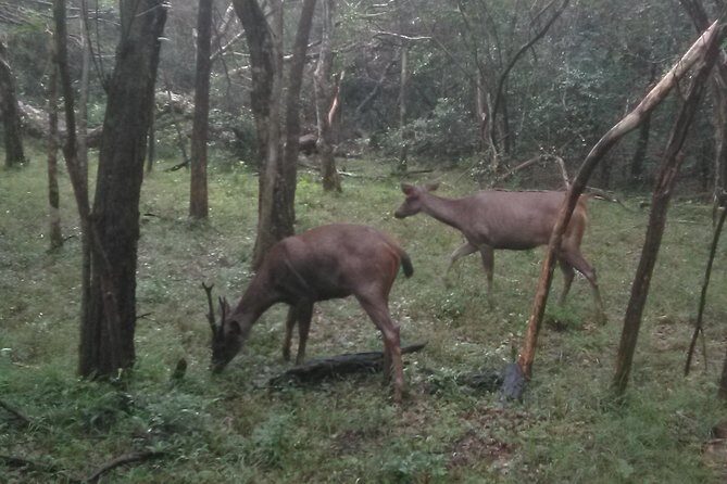 All inclusive Private jeep safari at Yala National park - Who Should Consider This Tour?