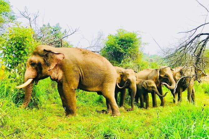 All Inclusive Private Jeep Safari To Minneriya National Park - An Authentic Safari in Sri Lanka’s Heartland