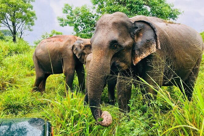 All Inclusive Private Jeep Safari To Minneriya National Park - What Sets This Tour Apart