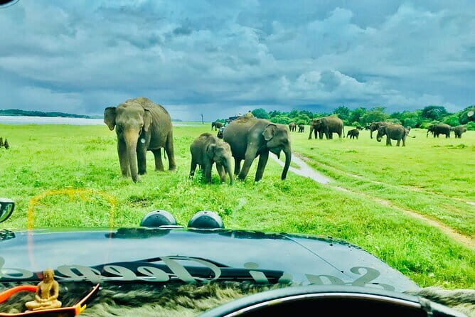All Inclusive Private Jeep Safari To Minneriya National Park - Who Should Consider This Tour?