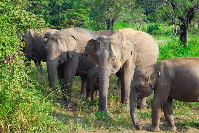 All Inclusive Private Jeep Safari To Minneriya National Park - FAQs