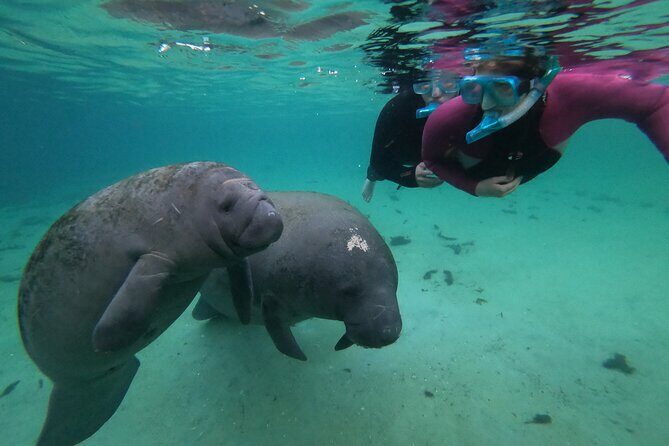 All Inclusive Private Manatee Swim - Key Points