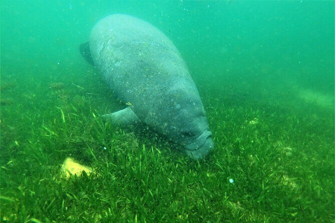 All Inclusive Private Manatee Swim - What Makes this Tour Stand Out?