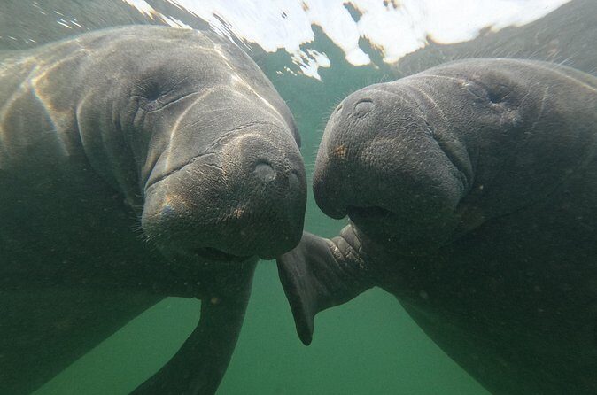 All Inclusive Private Manatee Swim - Price & Value