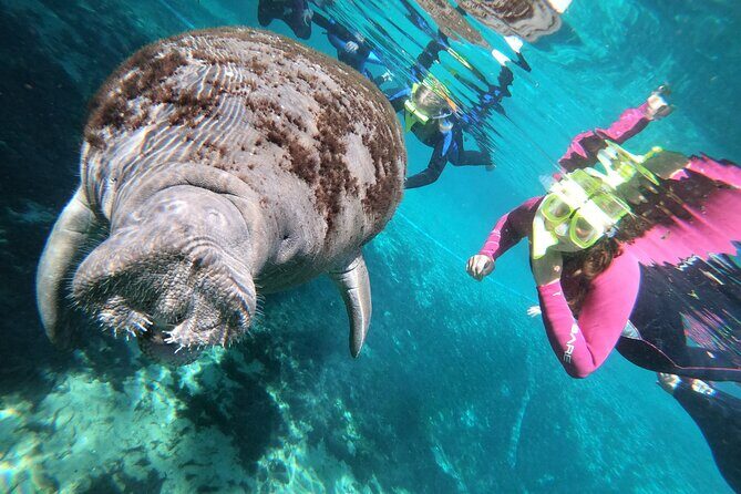 All Inclusive Private Manatee Swim - Who Will Love This Tour?
