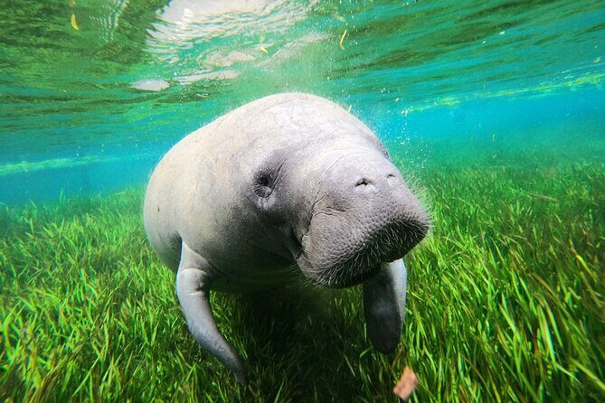 All Inclusive Private Manatee Swim - FAQ