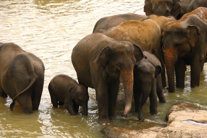 All inclusive Private safari at Wilpattu National park from Negombo - The Value of This Safari Experience
