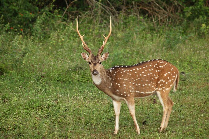All Inclusive Private Safari at Yala and Bundala National Parks with Lunch - Who Is This Tour Best For?