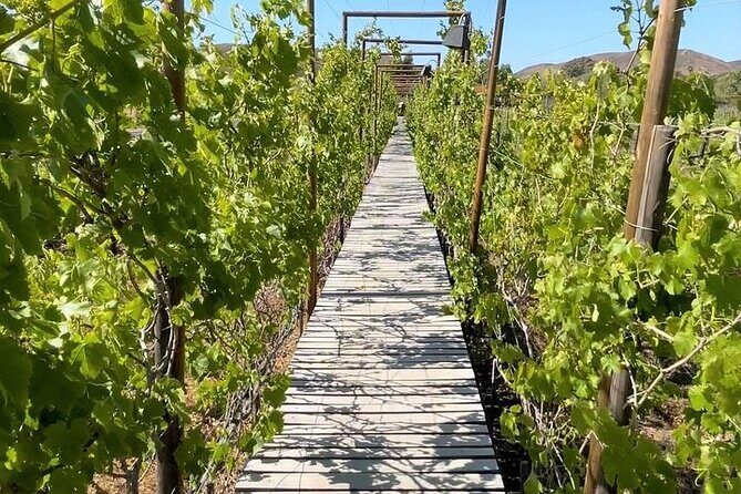 All-Inclusive Private Wine Tour in Baja - Key Points