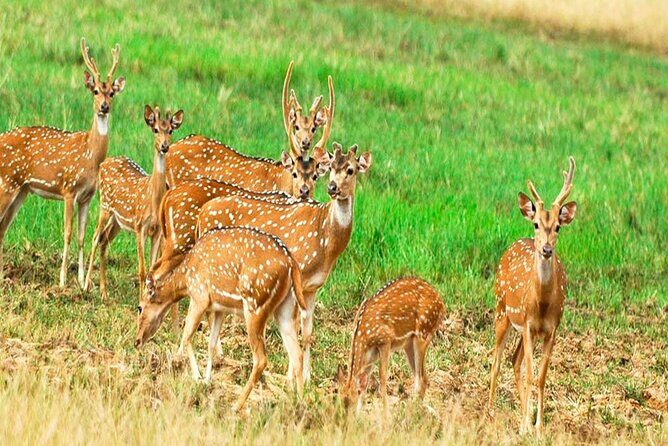 All Inclusive Safari at Minneriya National Park from Polonnaruwa - A Deep Dive into the Safari Experience