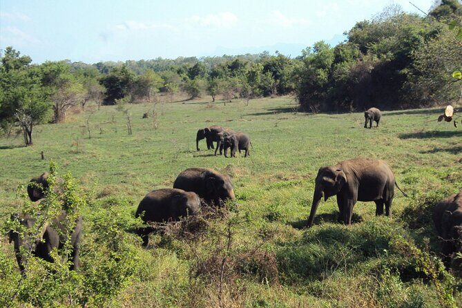 All inclusive Safari Tour at Wasgamuwa National Park from Kandy - Who Will Love This Tour?