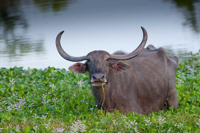 All inclusive Safari Tour at Wasgamuwa National Park from Kandy - Exploring the Itinerary in Detail