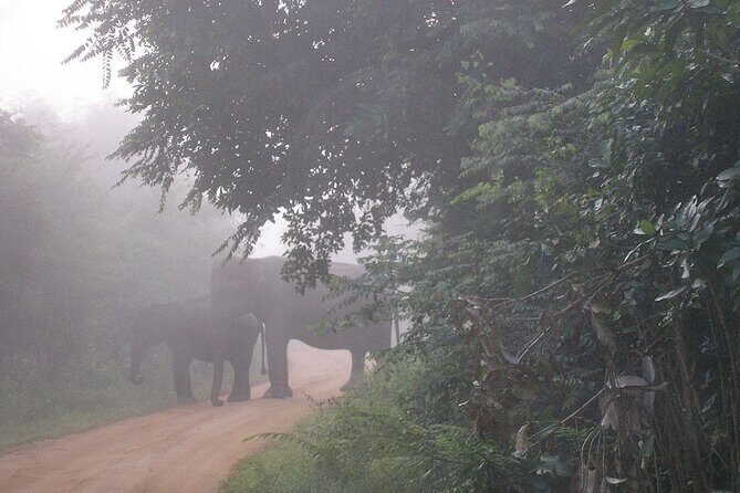 All inclusive Safari Tour at Wasgamuwa National Park from Kandy - FAQs