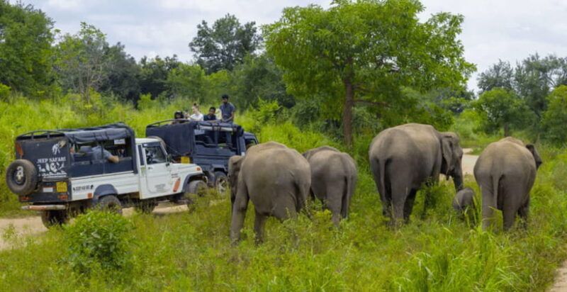 All-inclusive Sigiriya Fortress and Wildlife Safari - The Experience Provider and Booking Flexibility