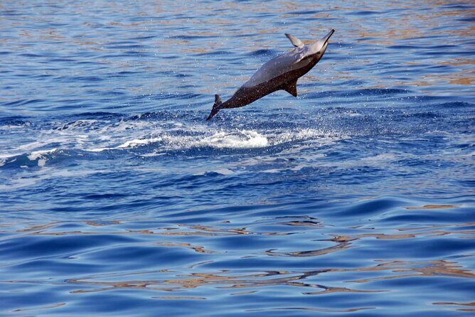 All-Inclusive Sunset Dolphin Watch and Snorkeling Cruise - Who Will Love This Cruise