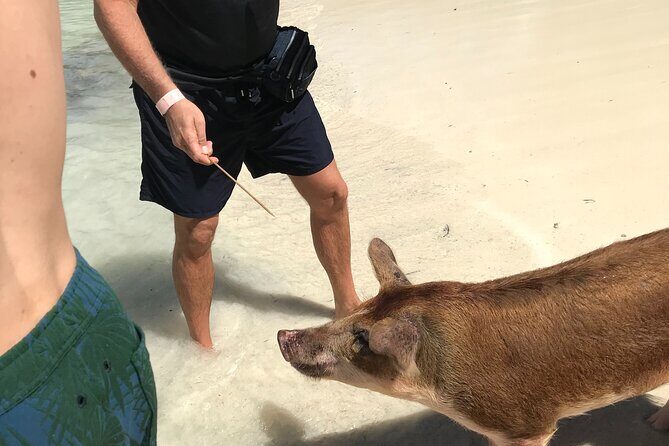 All Inclusive Swimming With The Pigs - FAQ