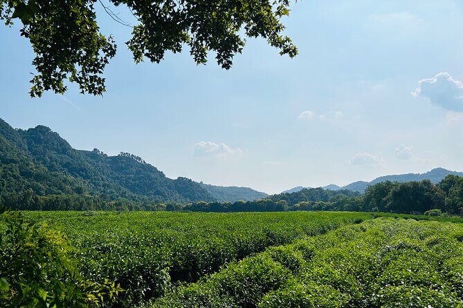 All Inclusive Tour of Lingyin Temple and Pagoda of Six Harmonies - The Sum Up