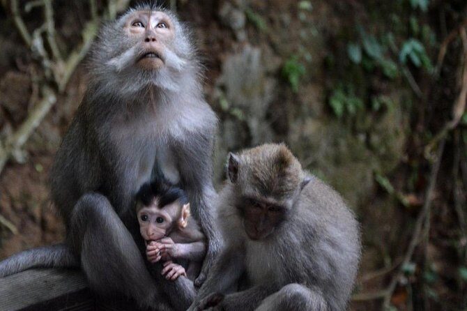 All-Inclusive Ubud Private Tour with Hotel Transfer - Overall Experience and Review Highlights