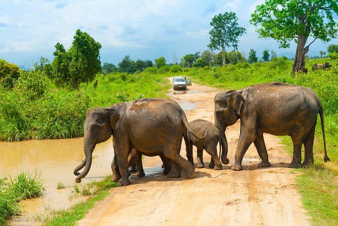 All Inclusive Udawalawa National Park Day Tour from Colombo - The Itinerary: What to Expect