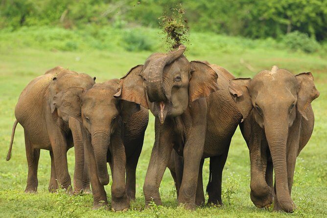 All Inclusive Udawalawa National Park Day Tour from Colombo - The Safari Experience: What Makes It Stand Out