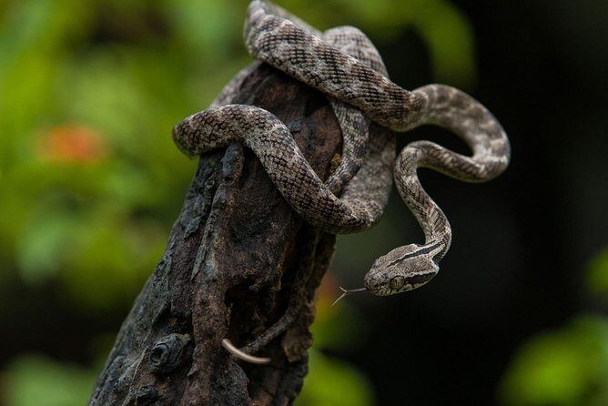 All Inclusive Udawalawa National Park Day Tour from Colombo - Value for Money