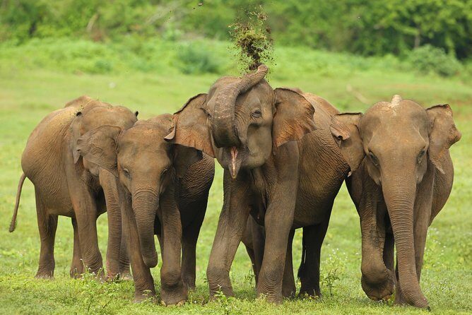 All Inclusive Udawalawa National Park Day Tour From Negombo - The Itinerary Breakdown