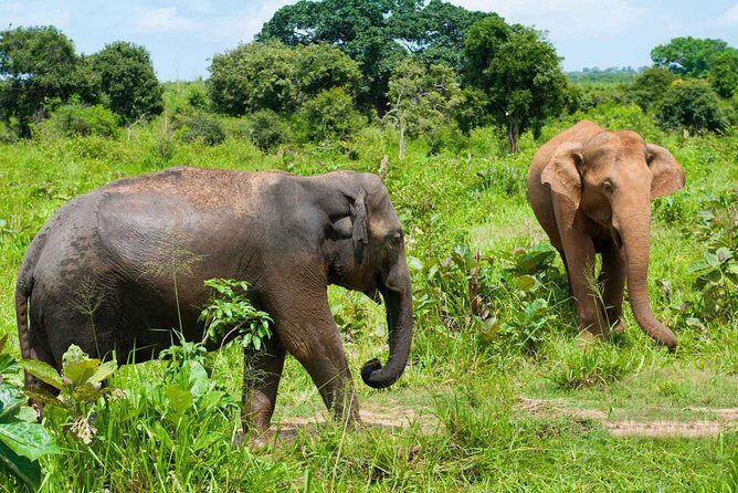 All Inclusive Udawalawa National Park Day Tour From Negombo - The Value Proposition
