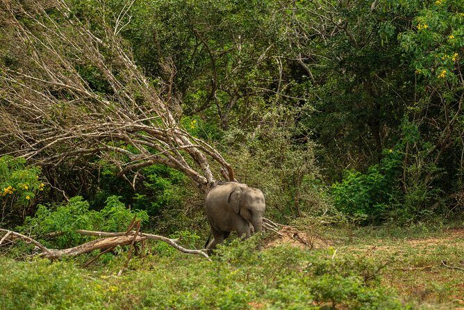 All Inclusive Udawalawa National Park Day Tour From Negombo - Who Will Appreciate This Tour?